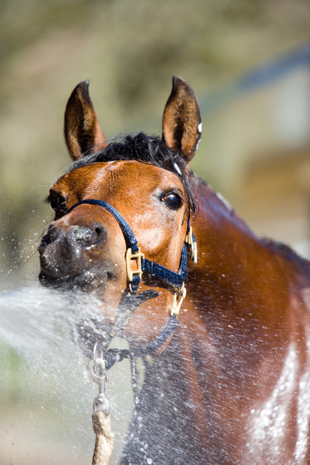 Wasserspaß mit Pferden - Pferde Fit Vital