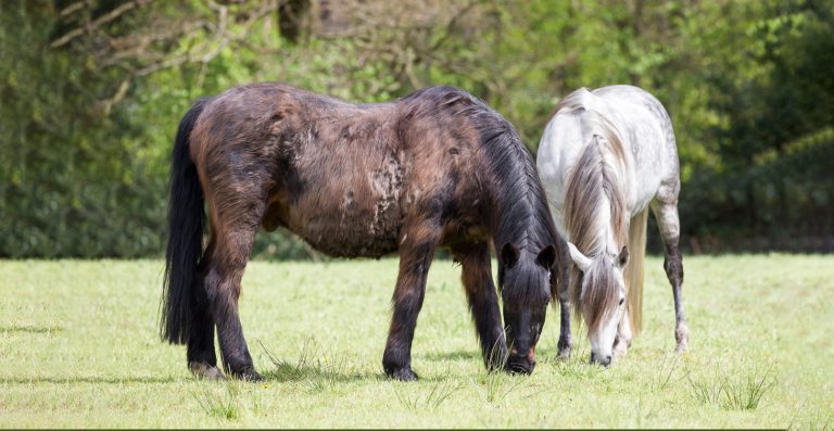 Pergolid - Pferde Fit Vital