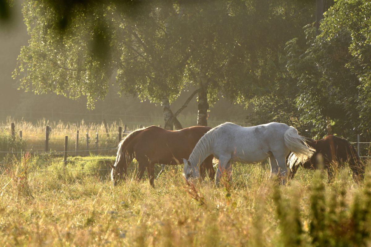 Pergolid › Pferde Fit Vital