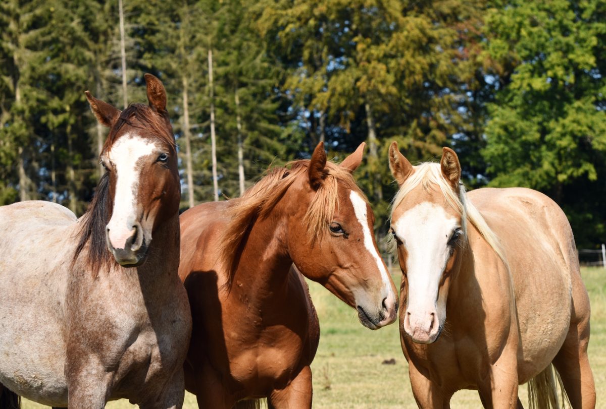 Pergolid › Pferde Fit Vital